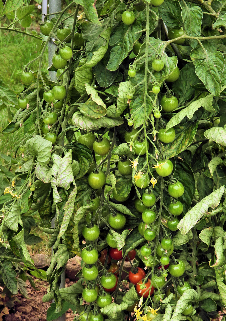 Cherrytomaten Foto & Bild | pflanzen, pilze & flechten, früchte und ...