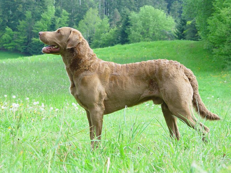 Chessie im Stand Foto & Bild | tiere, haustiere, hunde Bilder auf ...