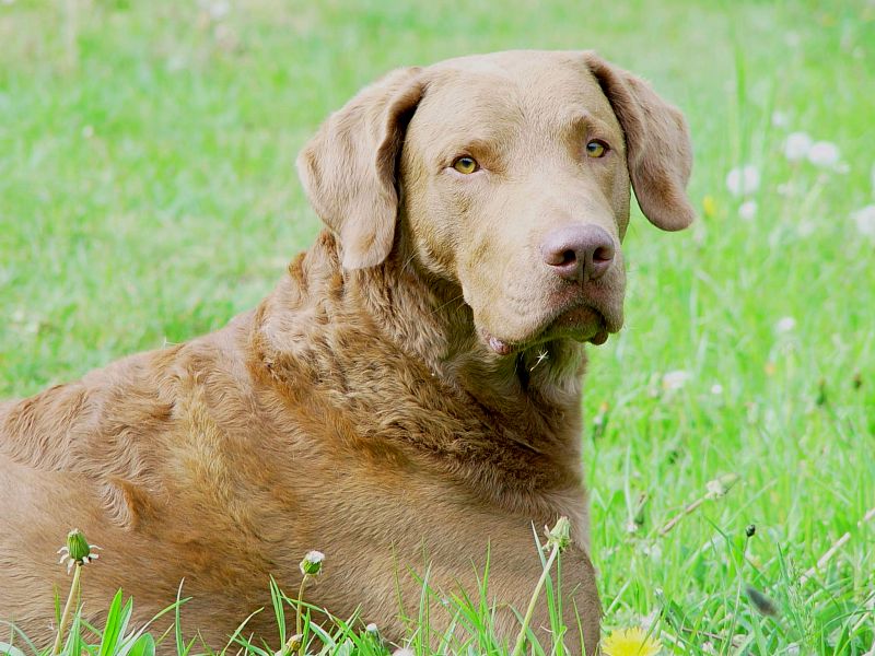 Chessie-Portrait Foto & Bild | tiere, haustiere, hunde Bilder auf ...