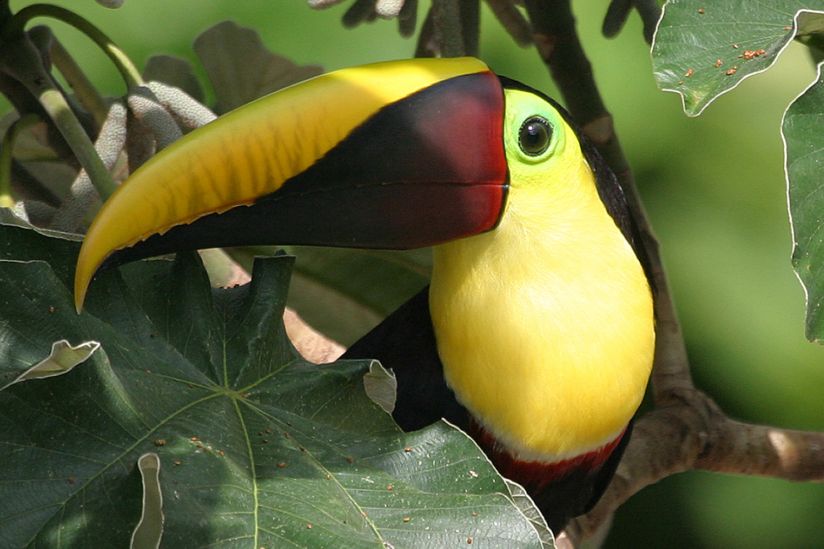 Chestnut-Mandibled Toucan (Ramphastos ambiguus swainsonii) Foto & Bild ...