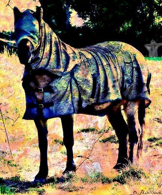 Les chevaux Images & Photos