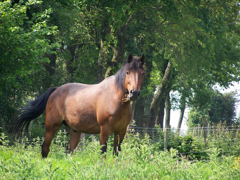 Cheval au pré photo et image | animaux, nature Images fotocommunity