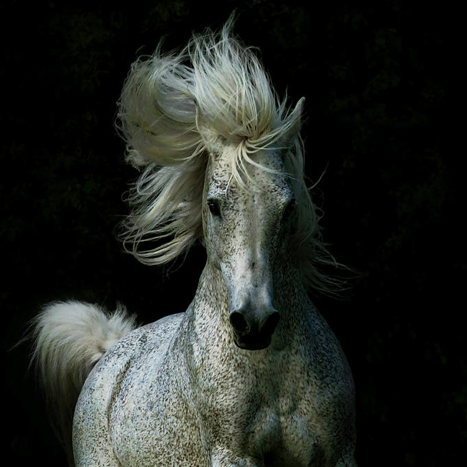 Cheval blanc photo et image | animaux, animaux domestiques, nature ...