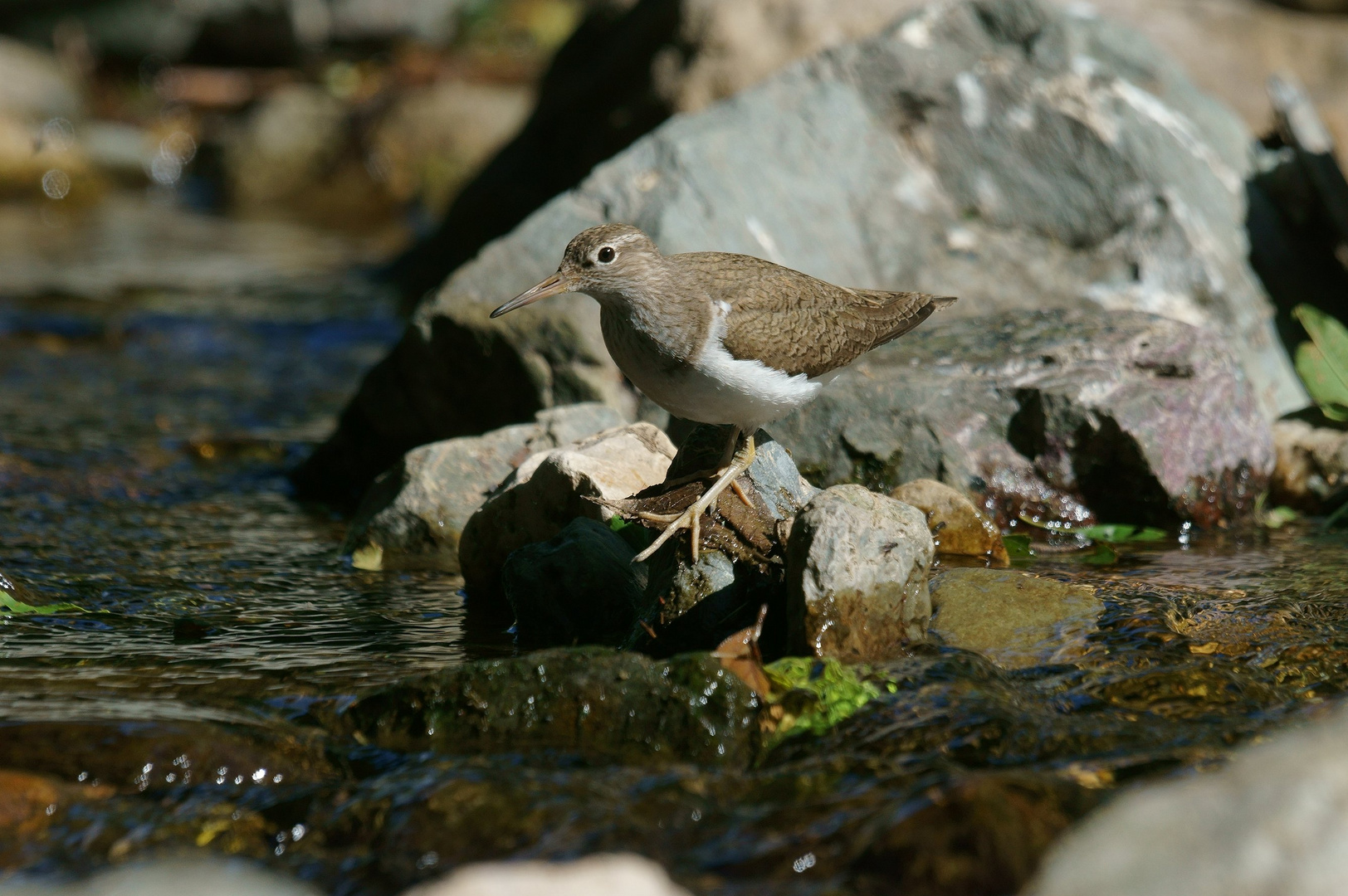 Chevalier Guignette photo et image | animaux, animaux sauvages, oiseaux ...