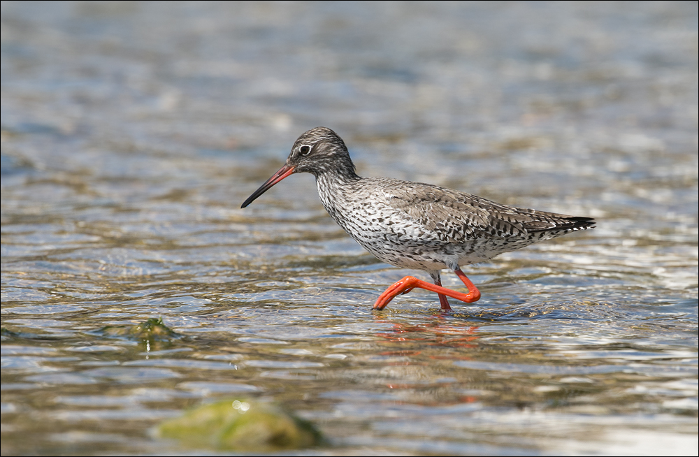 Chevalier Rouge photo et image | nature, limicole oiseaux, chevalier ...