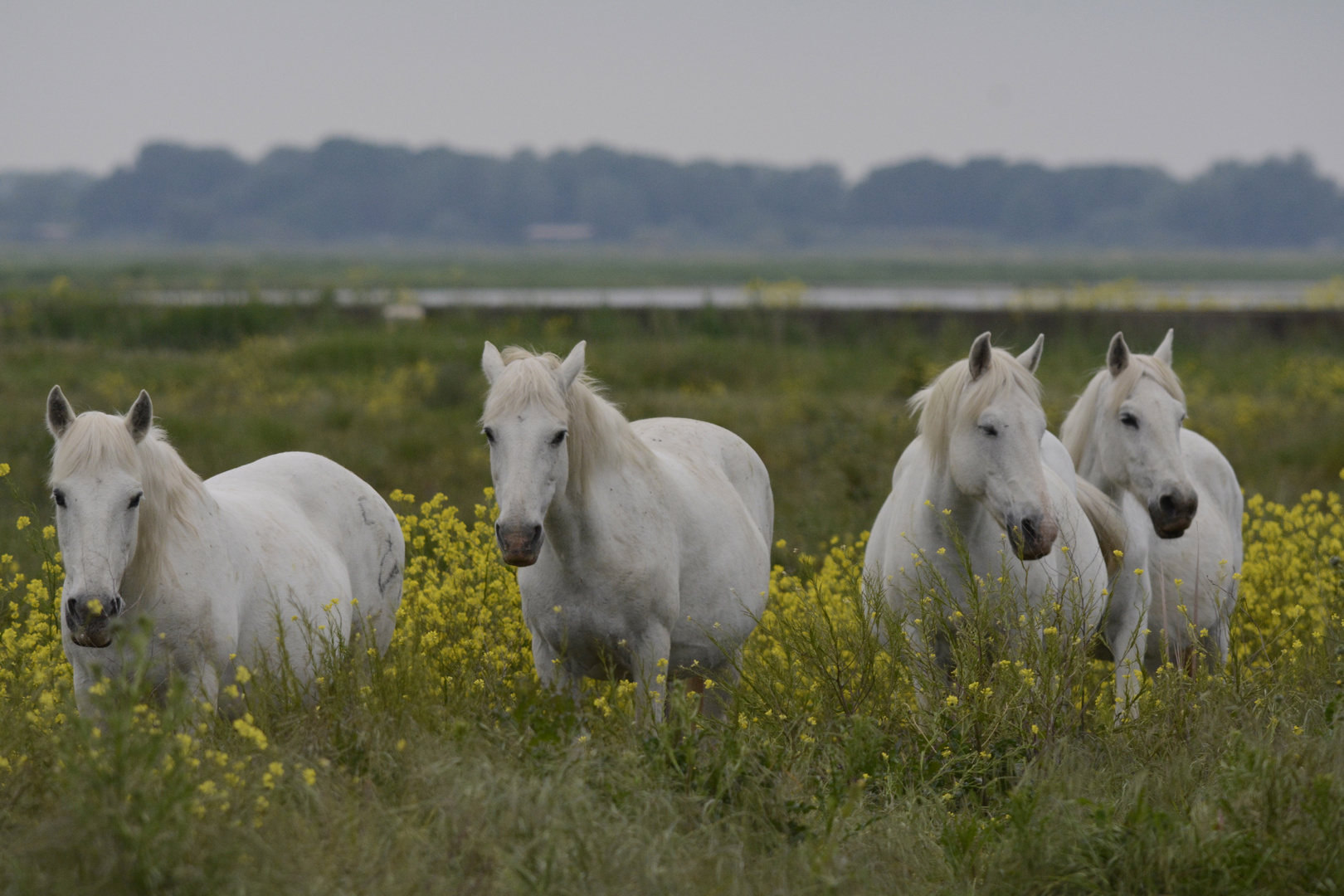 Chevaux de Camargue photo et image | animaux, animaux domestiques, les ...