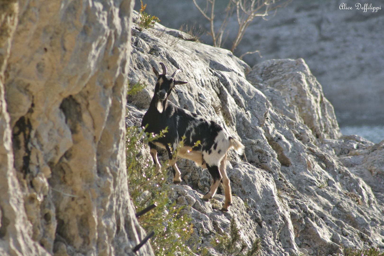 Chèvre sauvage d'Ardèche photo et image | animaux, animaux sauvages ...