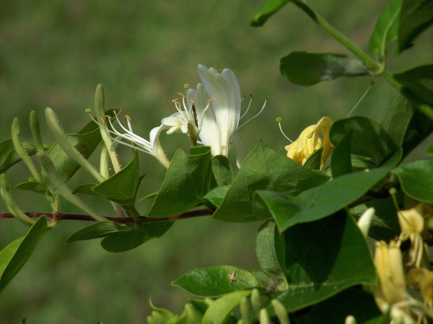 CHEVREFEUILLE photo et image | nature, macro, fleurs Images fotocommunity