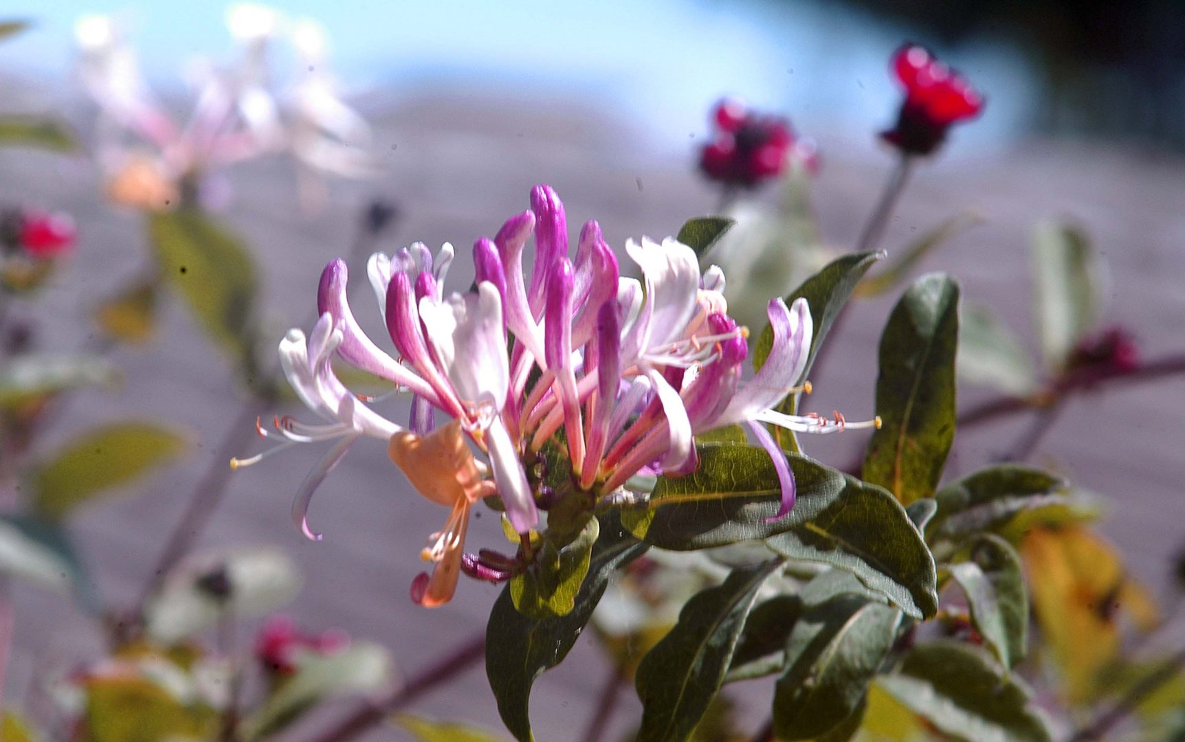 ..Chèvrefeuille.. photo et image | fleurs, nature Images fotocommunity