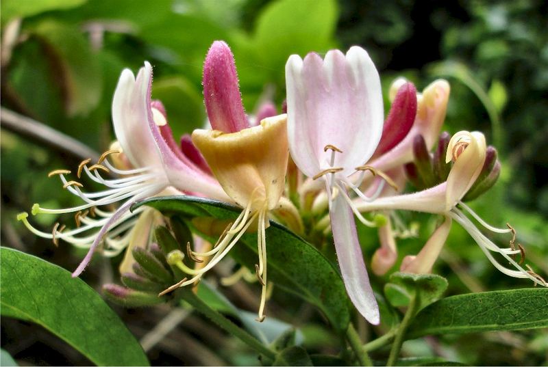 chevrefeuille Foto & Bild | plantes, champignons & lichens, nature ...