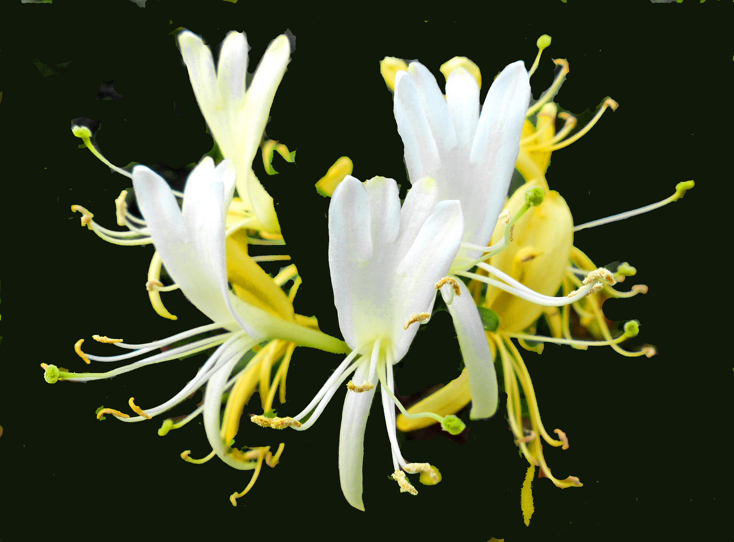 Chèvrefeuille photo et image | nature, fleurs, chèvrefeuille Images ...