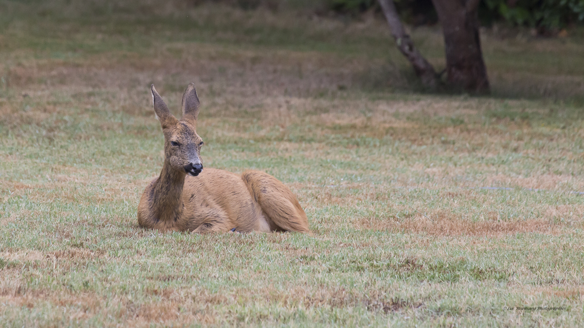 Chevrette photo et image | animaux, animaux sauvages, cervidés sauvages ...
