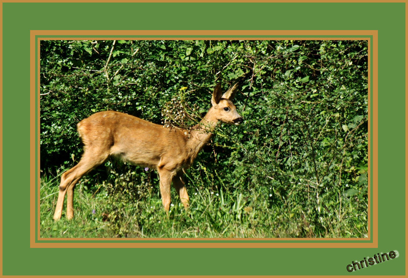 chevrette photo et image | animaux, animaux sauvages, bovidés à l'état ...