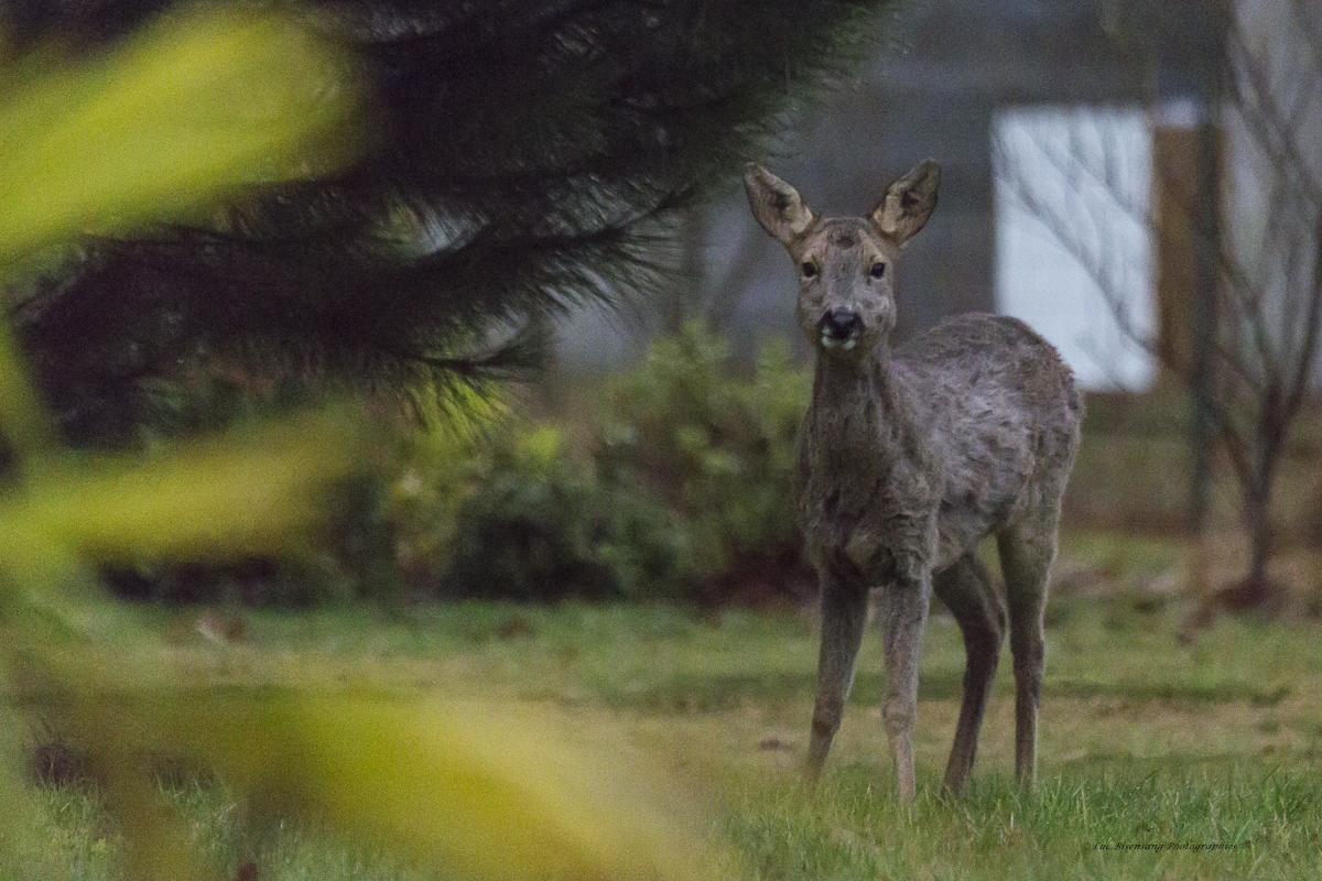 Chevrette photo et image | animaux, animaux sauvages, cervidés sauvages ...