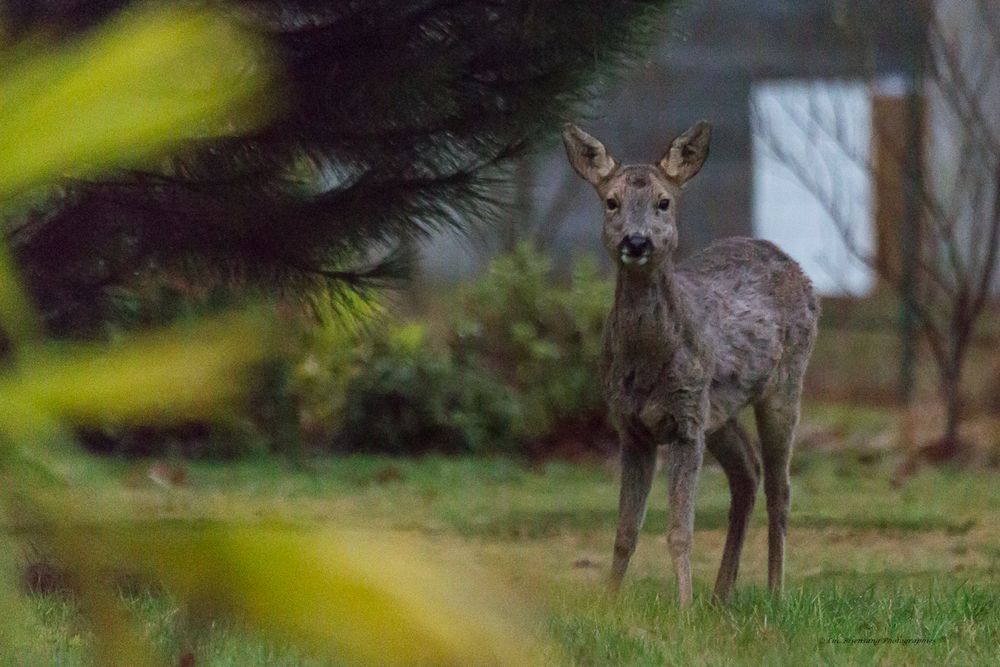 Chevrette photo et image | animaux, animaux sauvages, cervidés sauvages ...