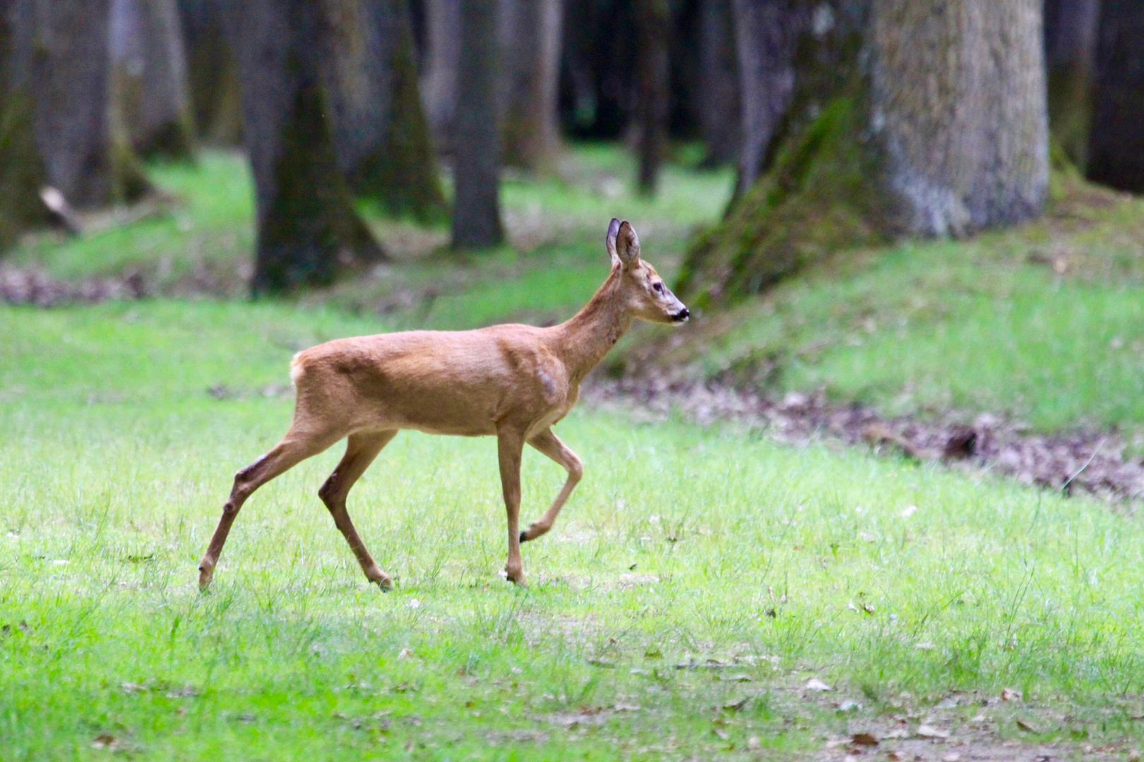 Chevrette photo et image | europe, france, ile de france Images ...