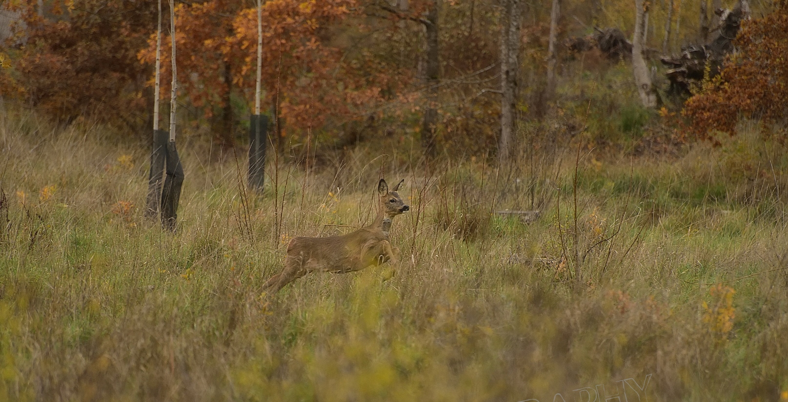 CHEVRETTE photo et image | divers, nature Images fotocommunity
