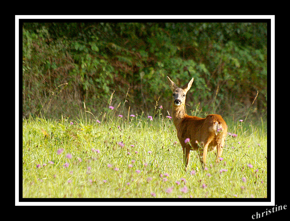 chevrette photo et image | animaux, animaux sauvages, bovidés à l'état ...