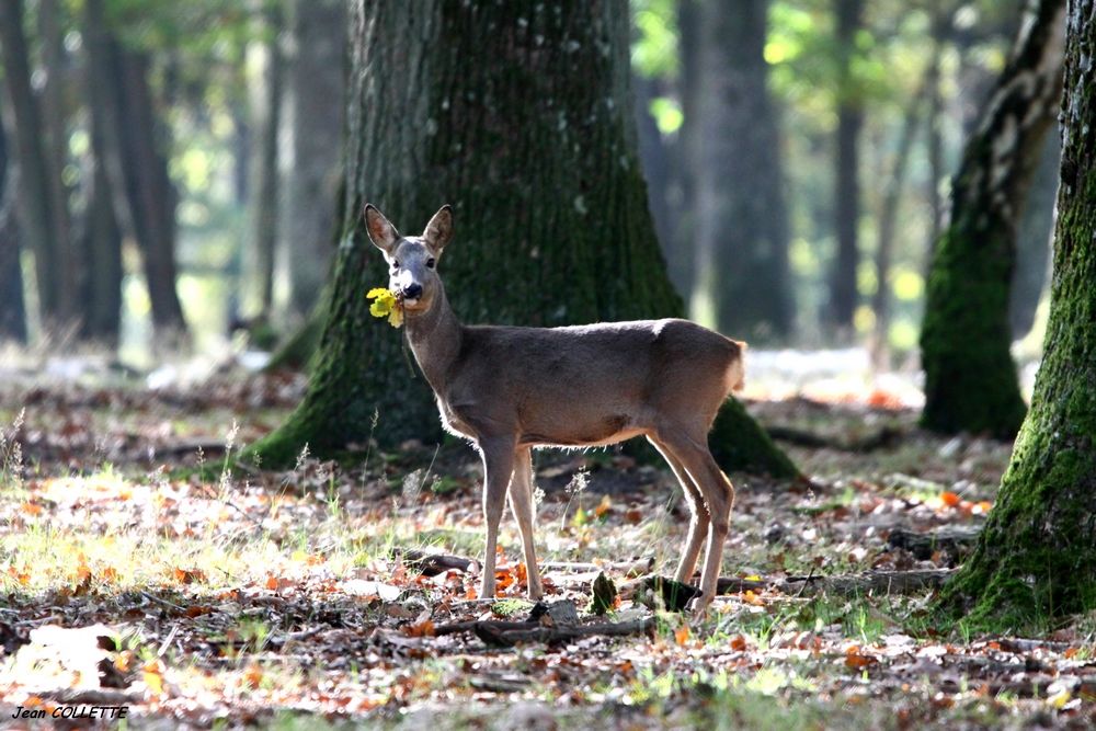 Chevrette aux feuilles de chêne. photo et image | animaux, cervides ...