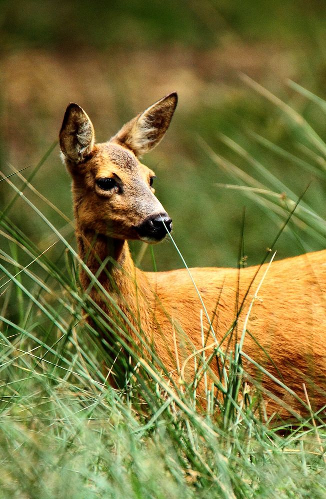 chevrette photo et image | nature, animaux, chevrette Images fotocommunity