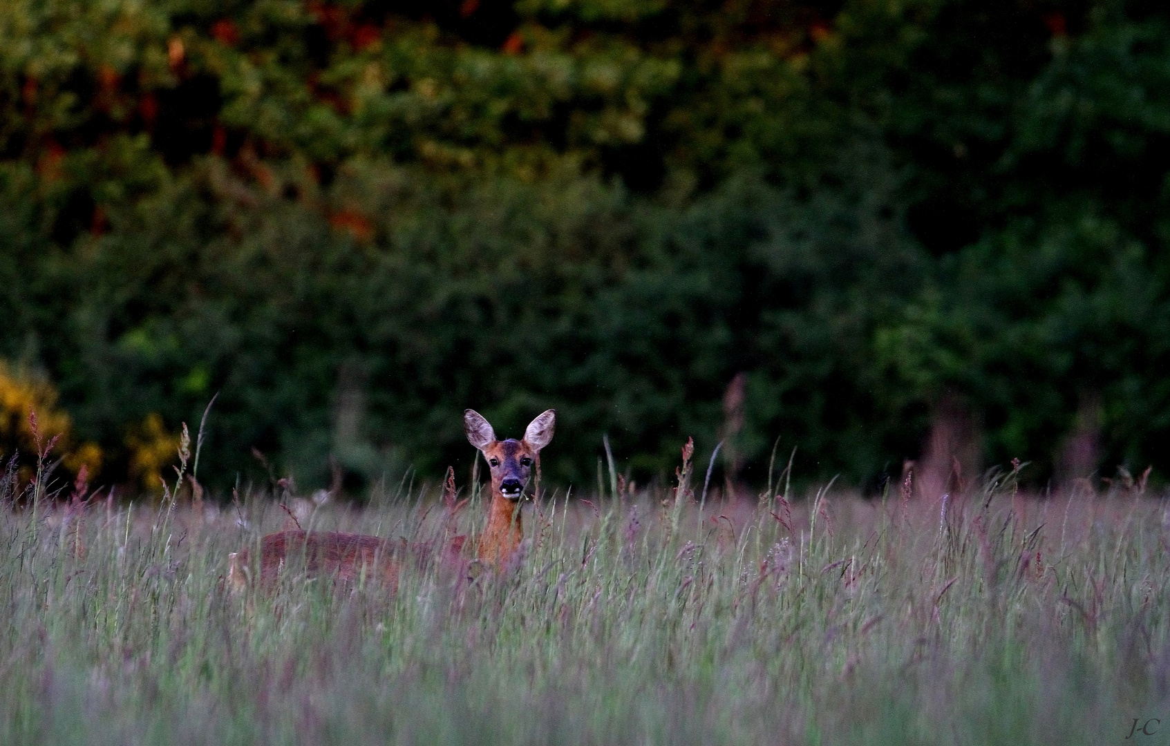 " Chevrette " photo et image | nature, animaux, chevreuil Images ...
