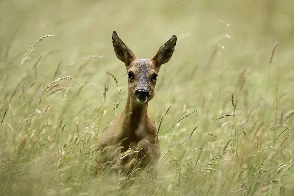 Chevrette en course photo et image | animaux, animaux sauvages ...
