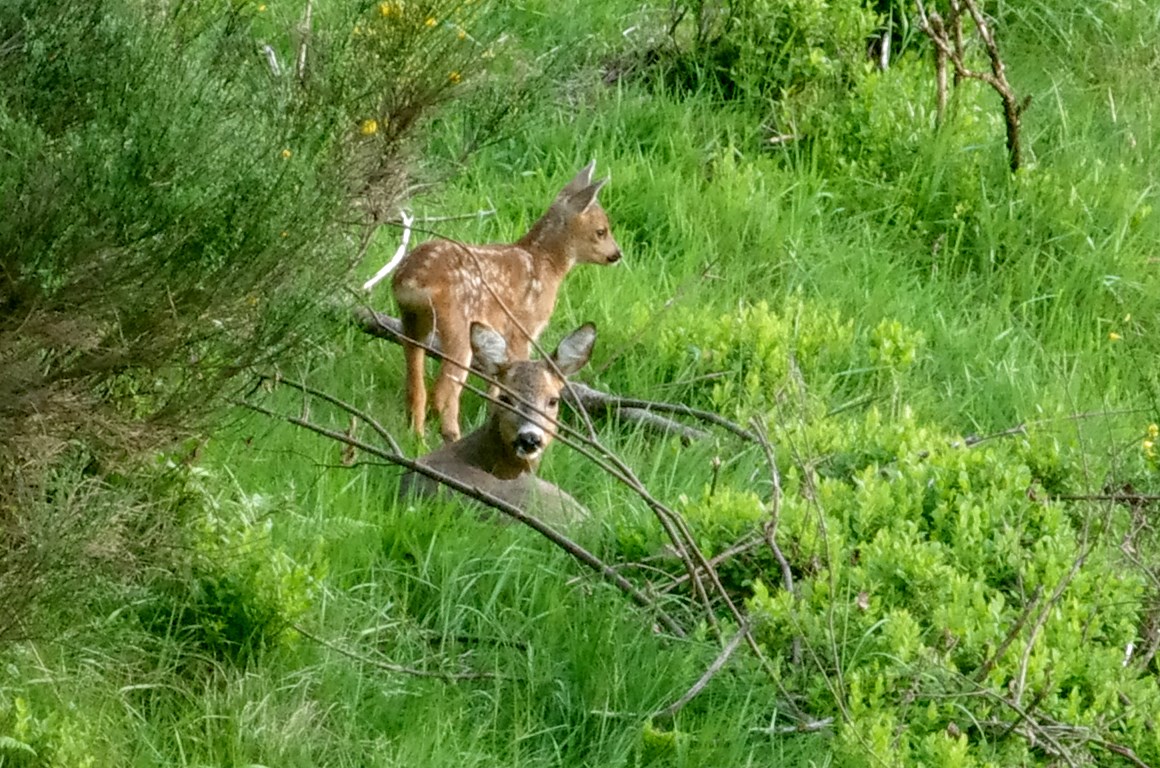 Chevrette et son petit photo et image | animaux, chevrette et faon ...