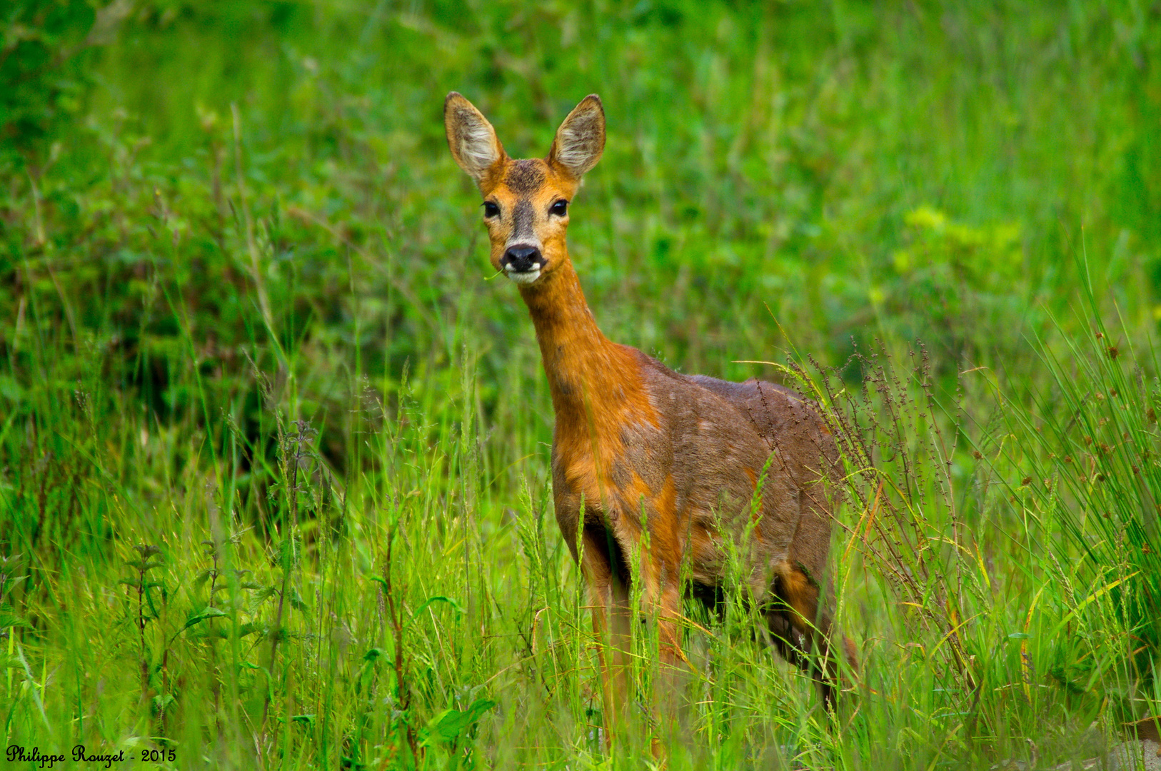 Chevreuil photo et image | animaux, animaux sauvages, cervidés sauvages ...