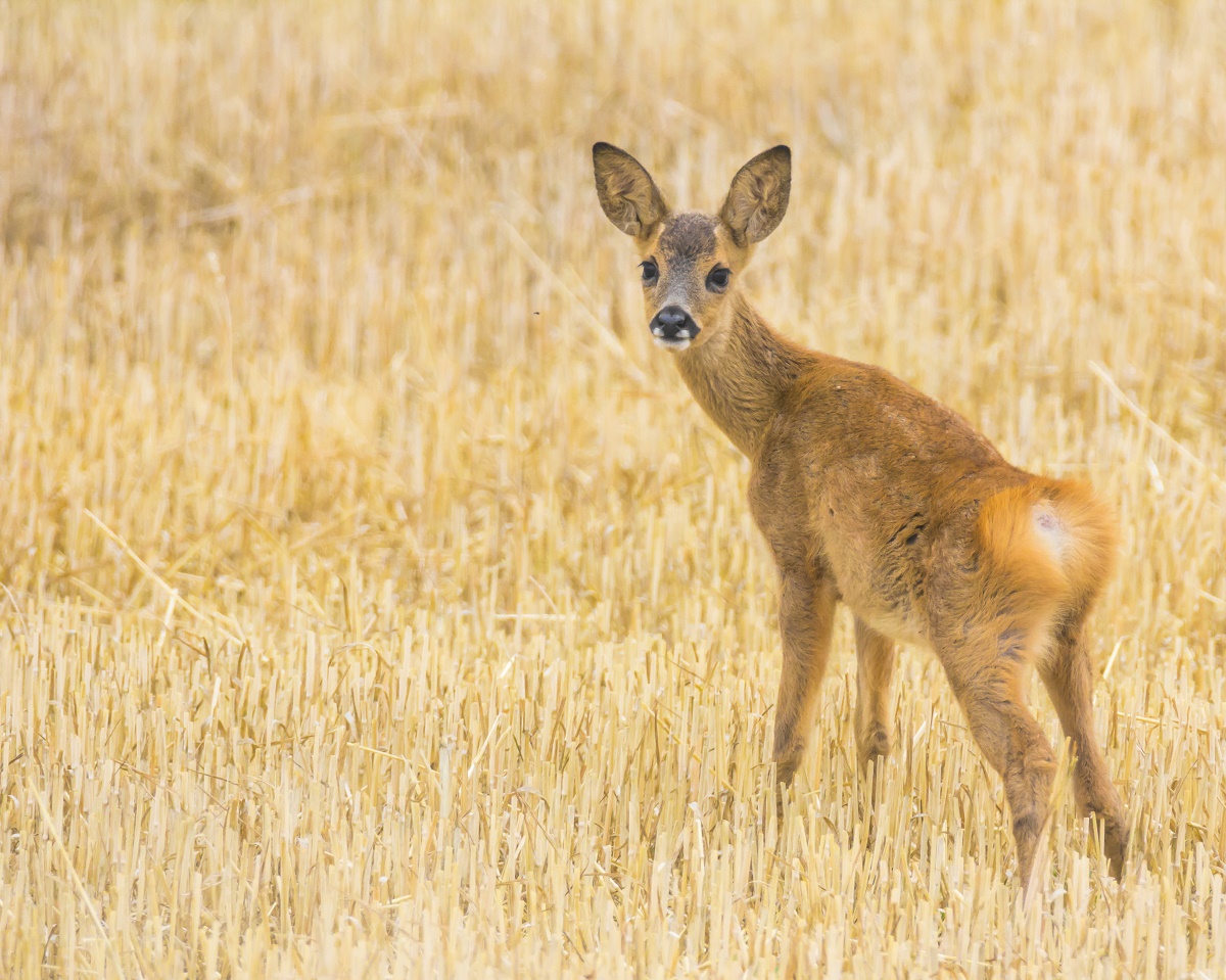 chevreuil photo et image | animaux, animaux sauvages, gerard.sayons ...