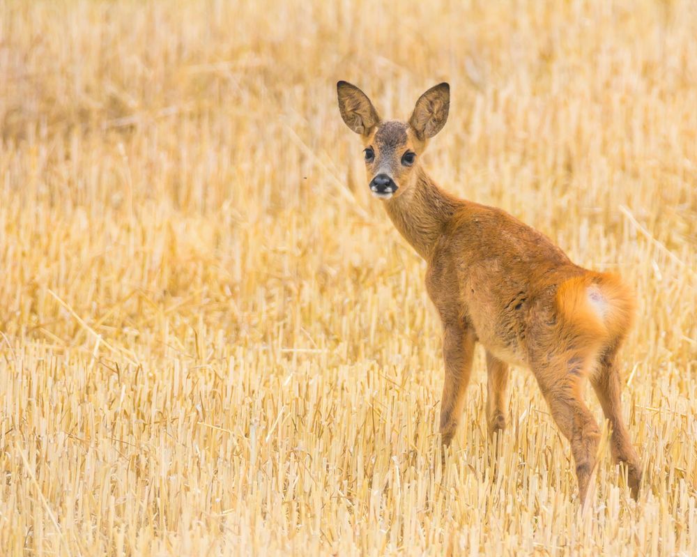 chevreuil photo et image | animaux, animaux sauvages, gerard.sayons ...