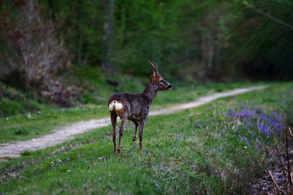 " Chevreuil " photo et image | nature, animaux, sauvages Images ...