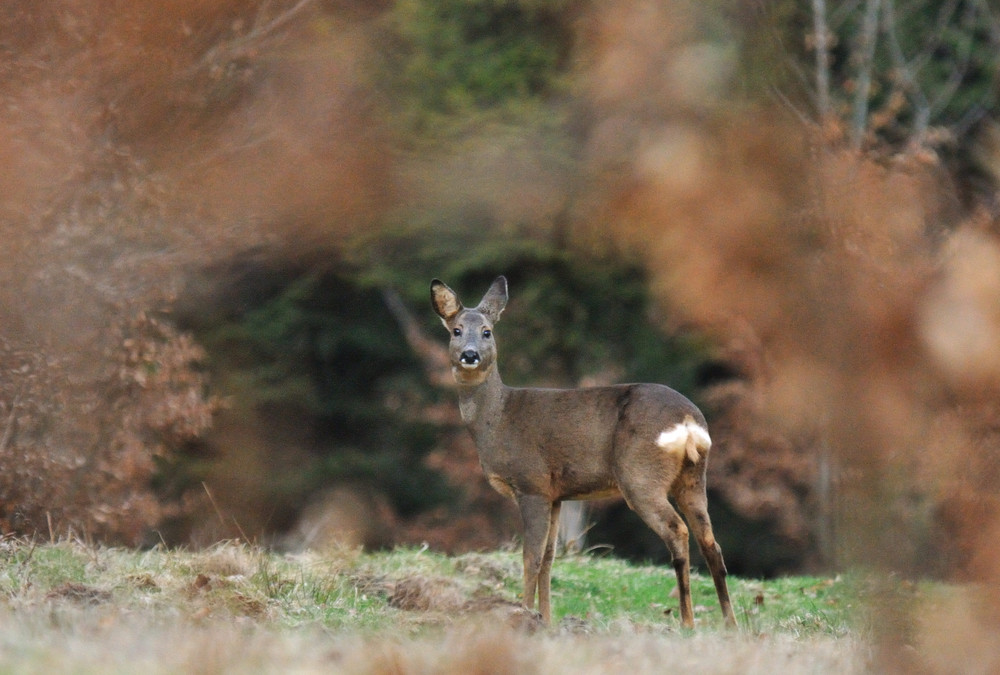 Chevreuil photo et image | critique directe, sujets Images fotocommunity