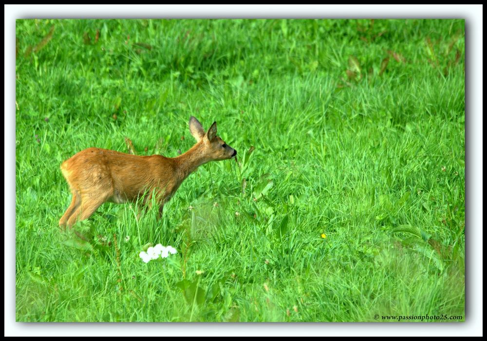 Chevreuil 3 photo et image | nature, animaux, animaux sauvages Images ...