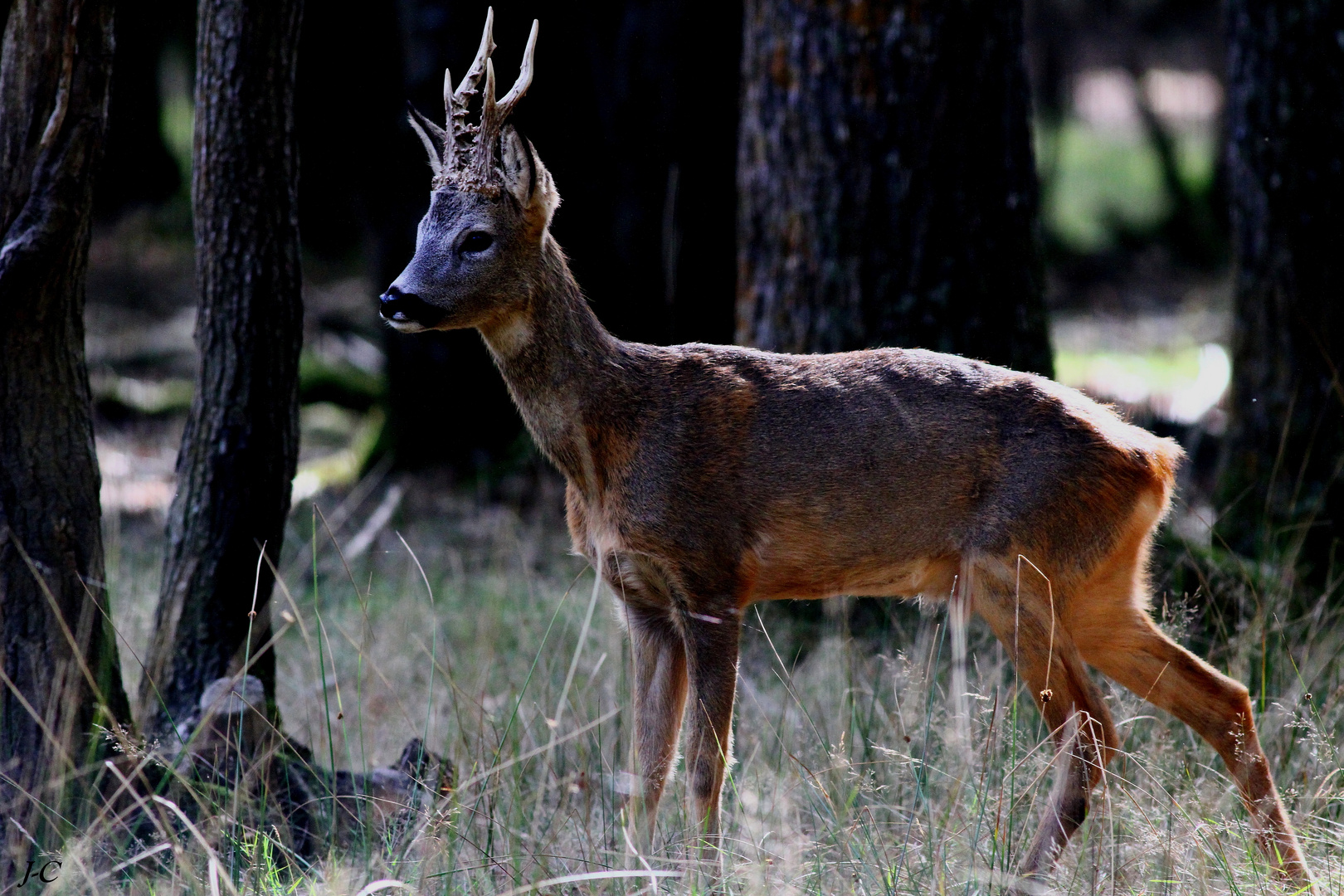 " Chevreuil " photo et image | animaux, animaux sauvages, cervidés ...