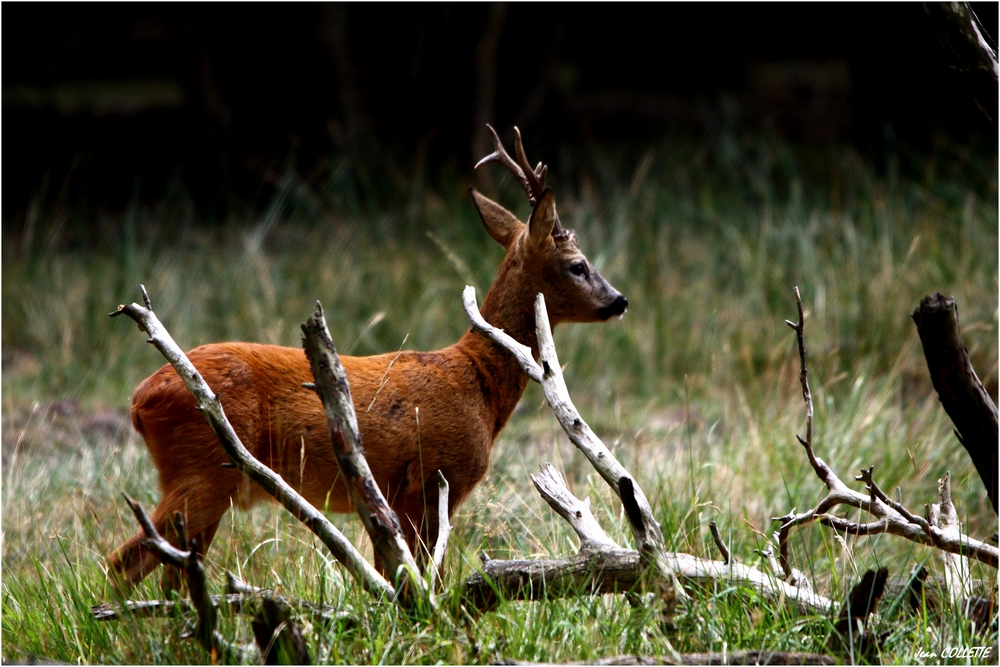 Chevreuil. photo et image | portraits sauvages, cervides, nature Images ...