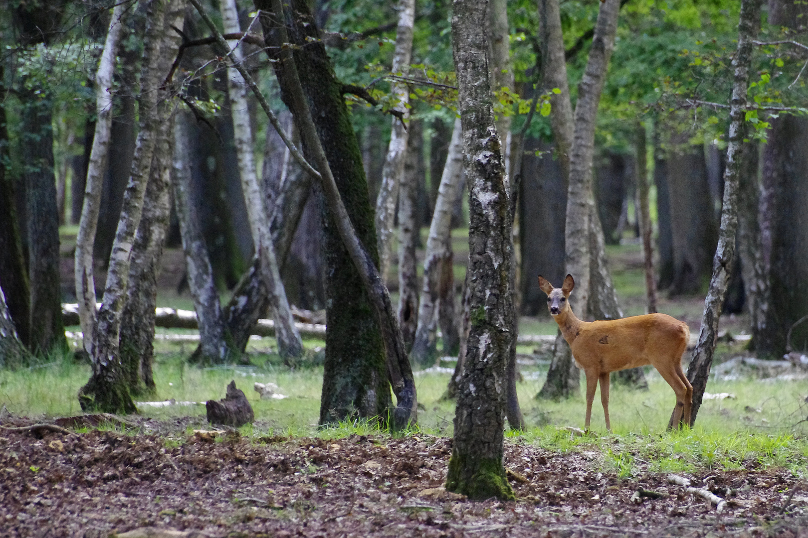 Chevreuil photo et image | animaux, animaux sauvages, nature Images ...
