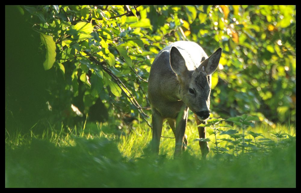 chevreuil photo et image | animaux, animaux sauvages, bovidés à l'état ...