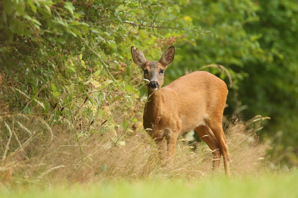 chevreuil photo et image | animaux, sauvages, nature Images fotocommunity