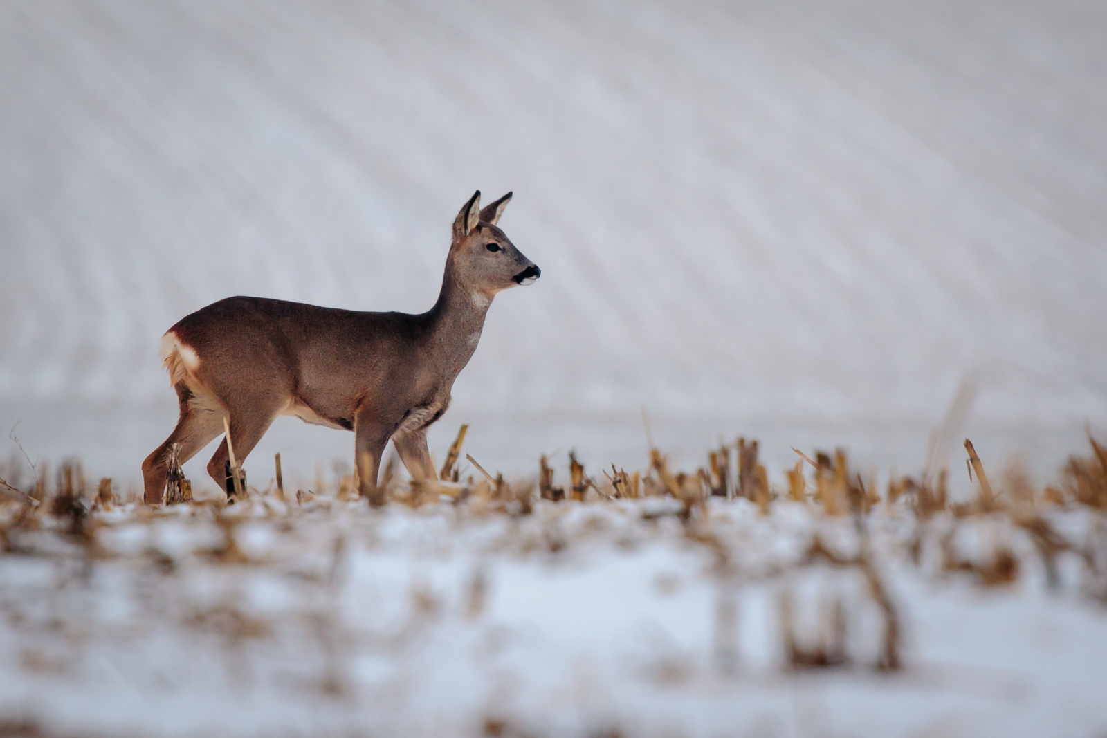 Chevreuil photo et image | animaux, animaux sauvages, cervidés sauvages ...