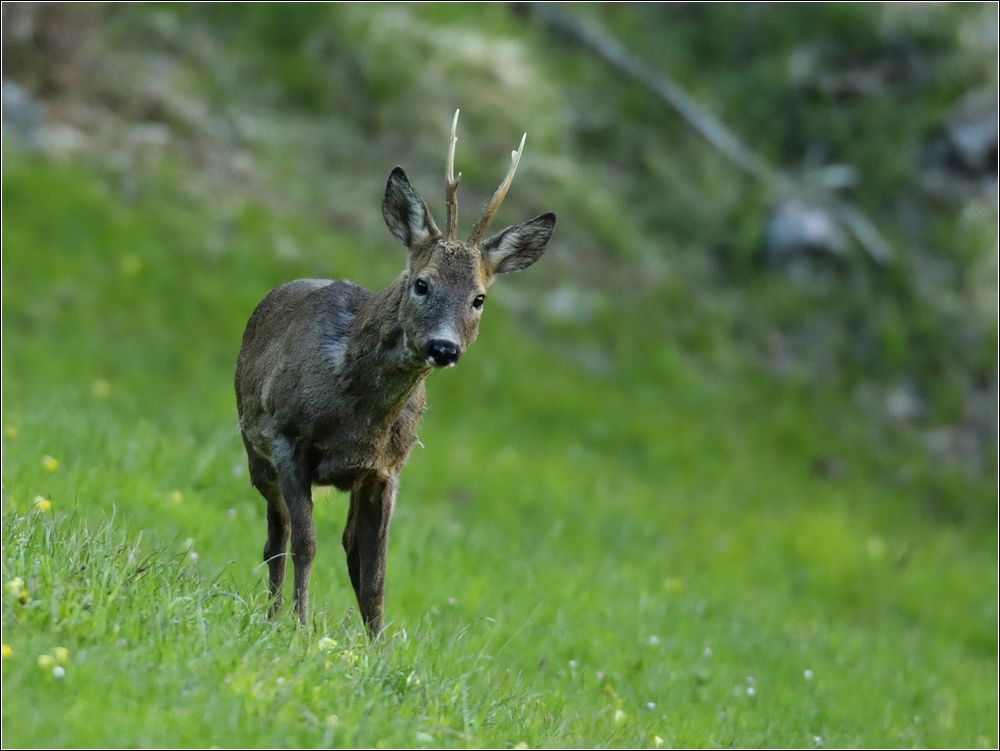 chevreuil photo et image | animaux, animaux sauvages, cervidés sauvages ...