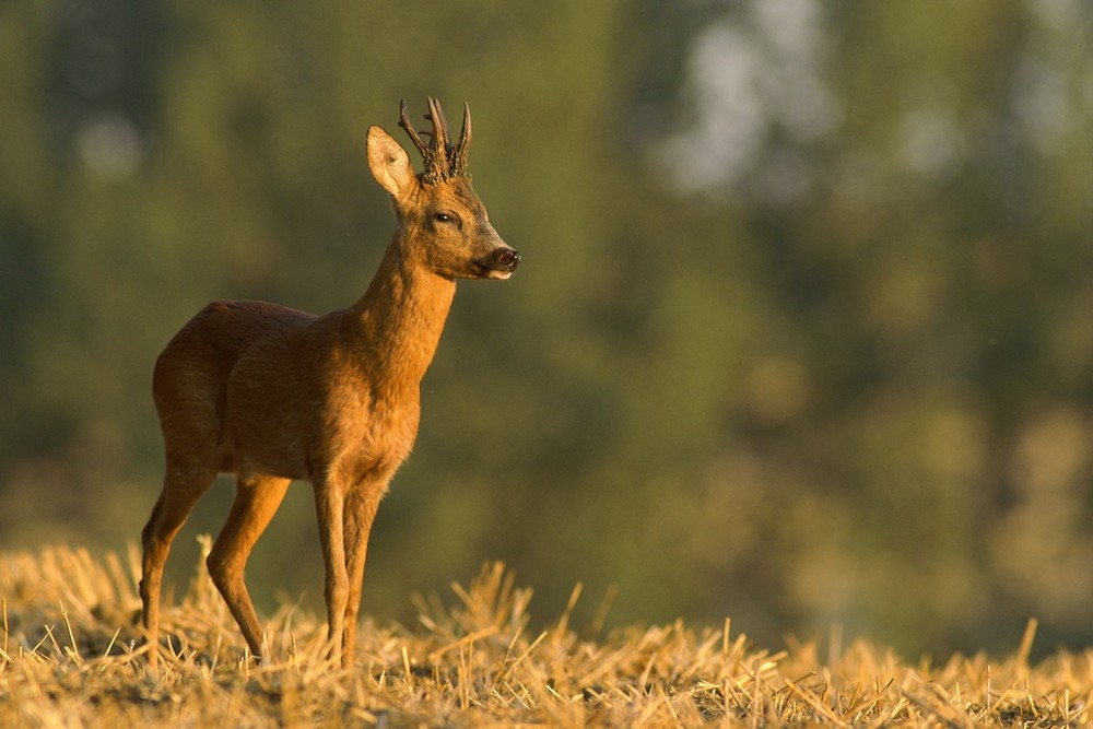 Chevreuil au coucher de soleil 1 photo et image | animaux, animaux ...