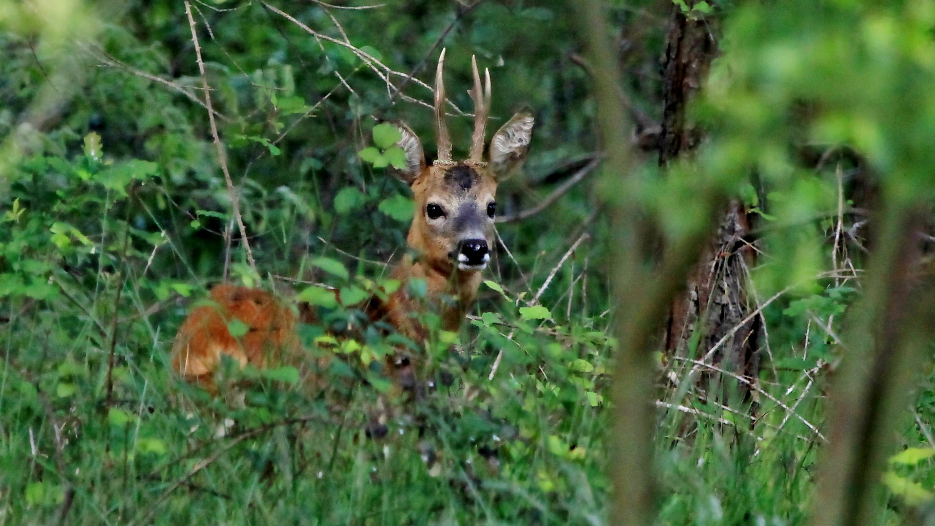 Chevreuil photo et image | nature, animaux, animaux sauvages Images ...