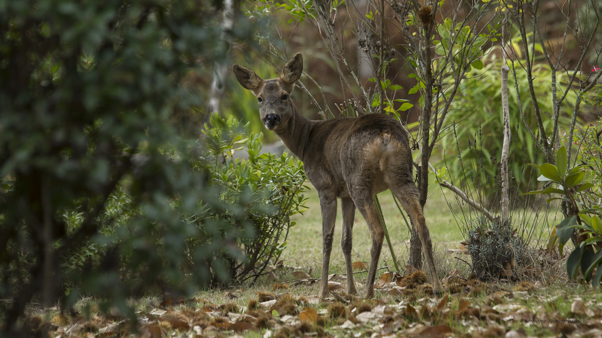 Chevreuil photo et image | animaux, animaux sauvages, cervidés sauvages ...