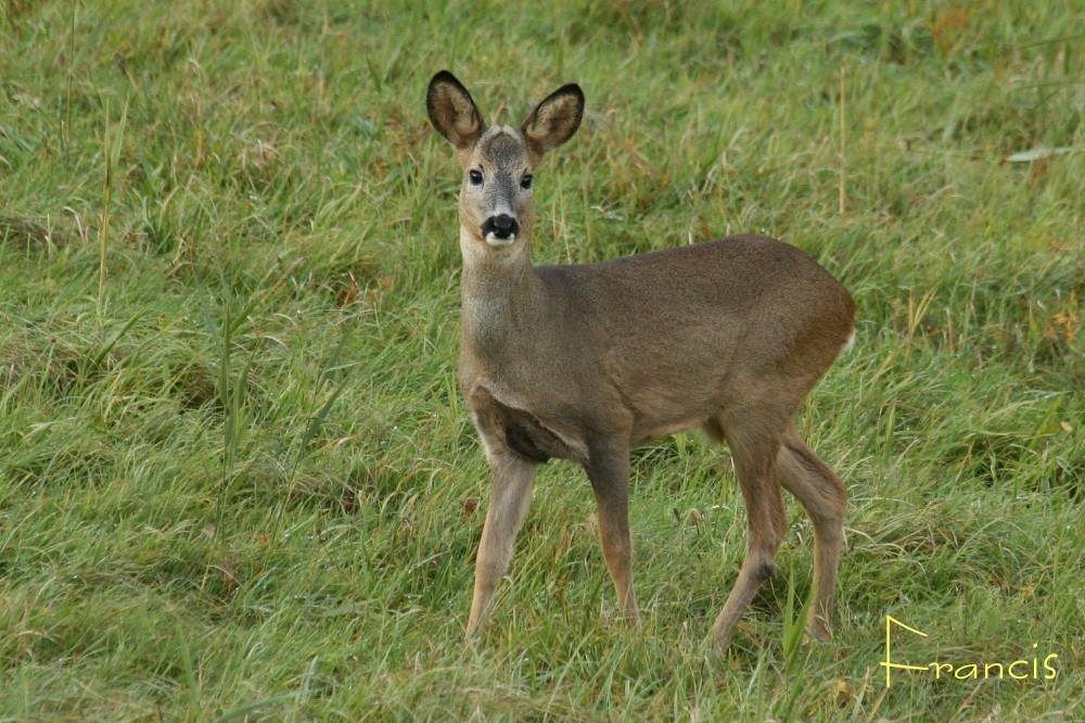 Chevreuil photo et image | animaux, animaux sauvages, bovidés à l'état ...