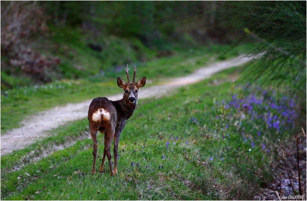 CHEVREUIL... photo et image | portraits sauvages, cervides, nature ...