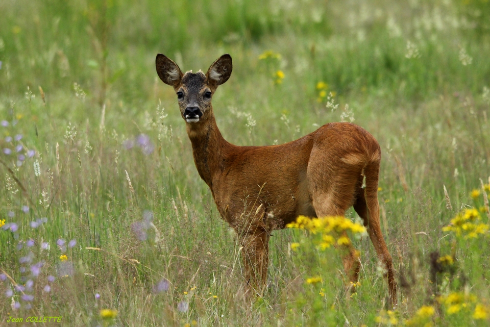 CHEVREUIL ( jeune brocard) photo et image | animaux, cervides, nature ...