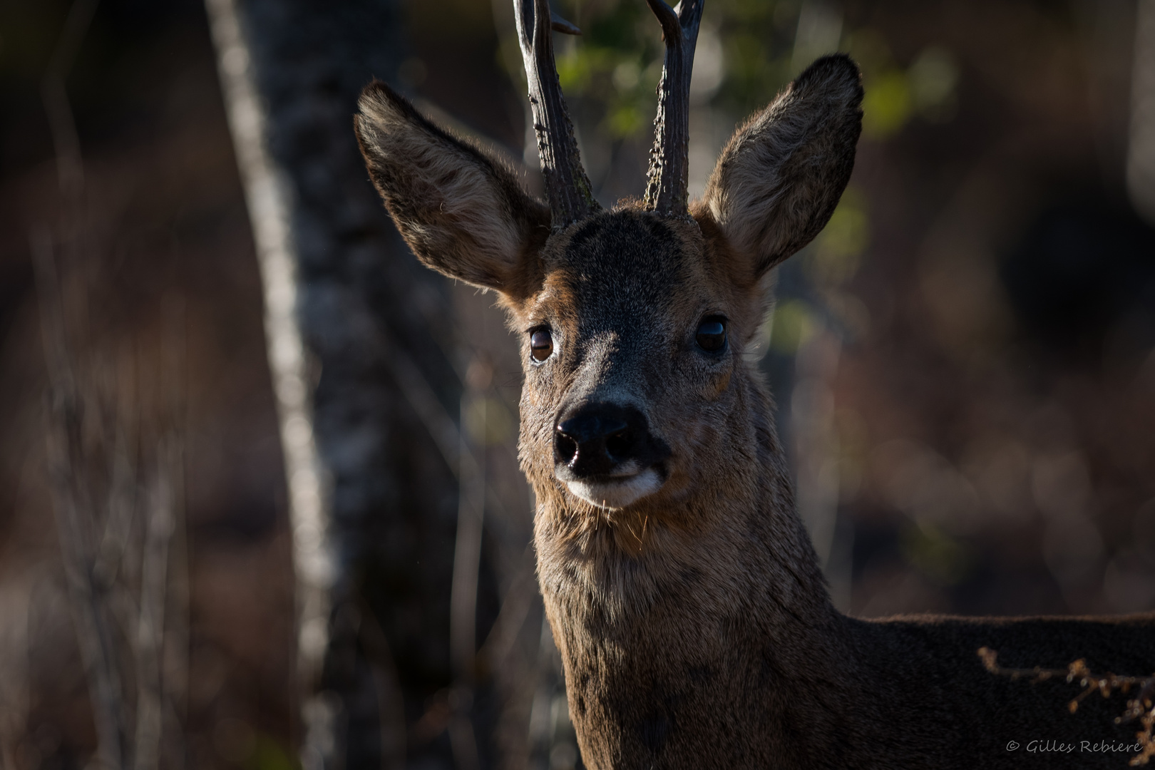 Chevreuil :Portrait photo et image | portrait, animaux, mammifère ...