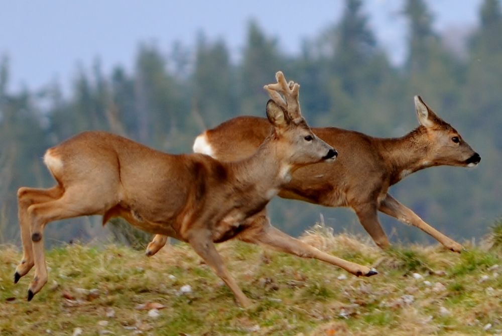 Chevreuils photo et image | animaux, nature Images fotocommunity