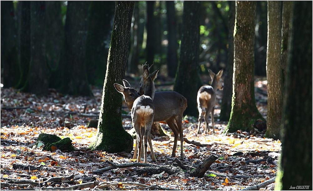 CHEVREUILS. photo et image | portraits sauvages, cervides, nature ...