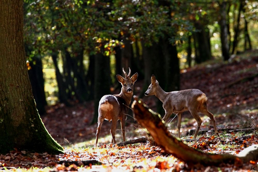 " Chevreuils " photo et image | animaux, animaux sauvages, cervidés ...